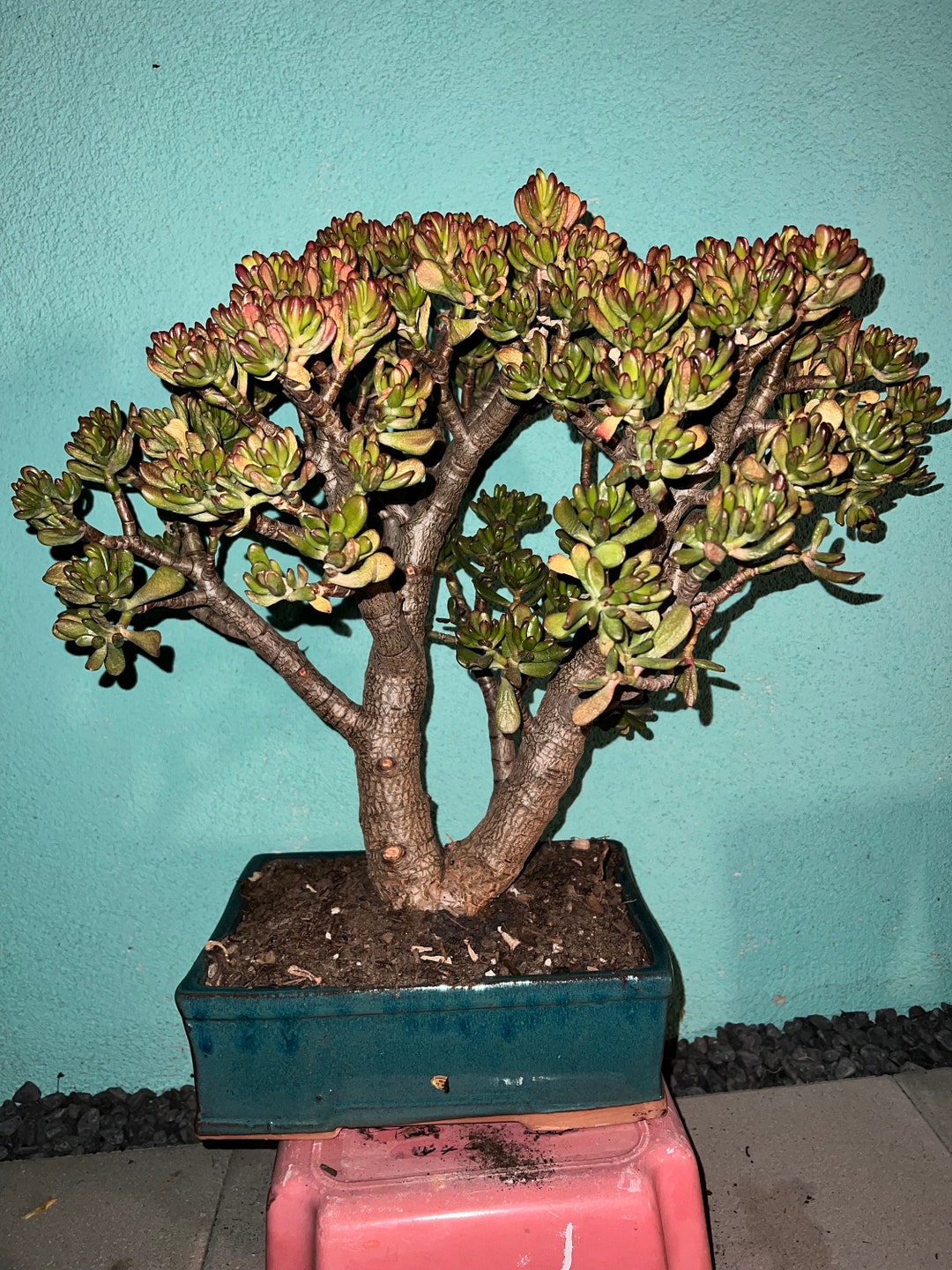Crassula Ovata Hobbit Bonsai Tree Jade Bonsaihobbit Jade 35 - Etsy