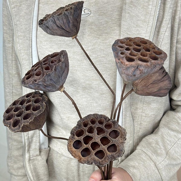 Lotus Pods - Etsy