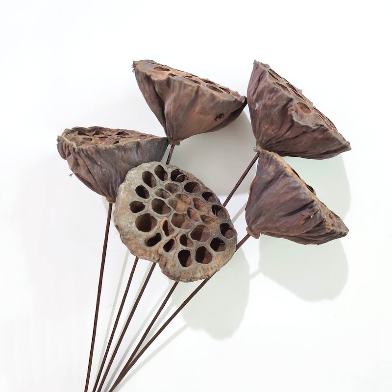 Lotus Pods - Etsy