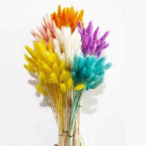 Dried Lagurus ovatusdried grass flower decoration dried | Etsy