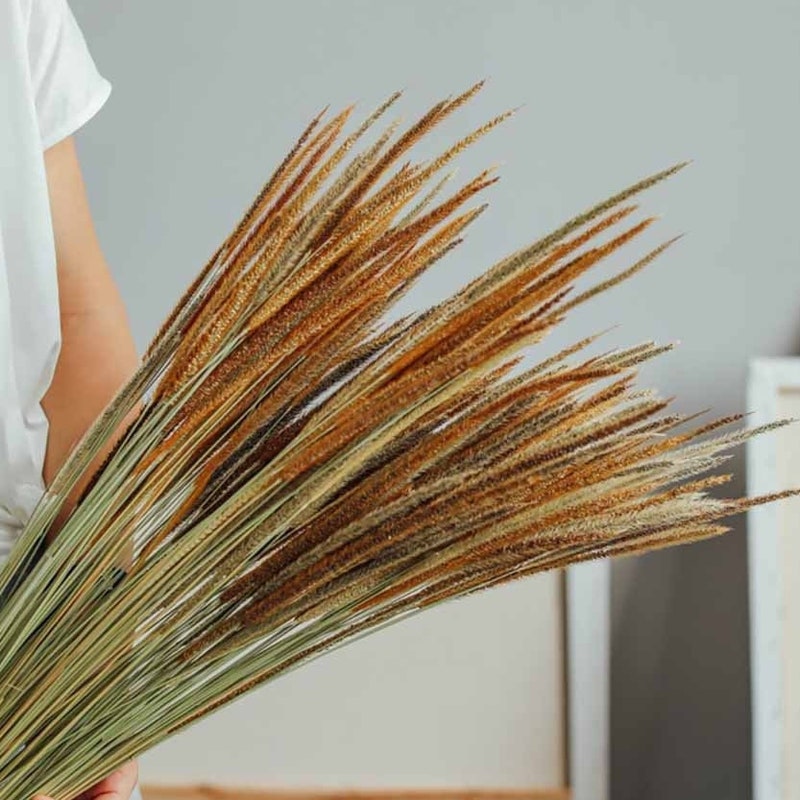 Dried Reeds - Etsy