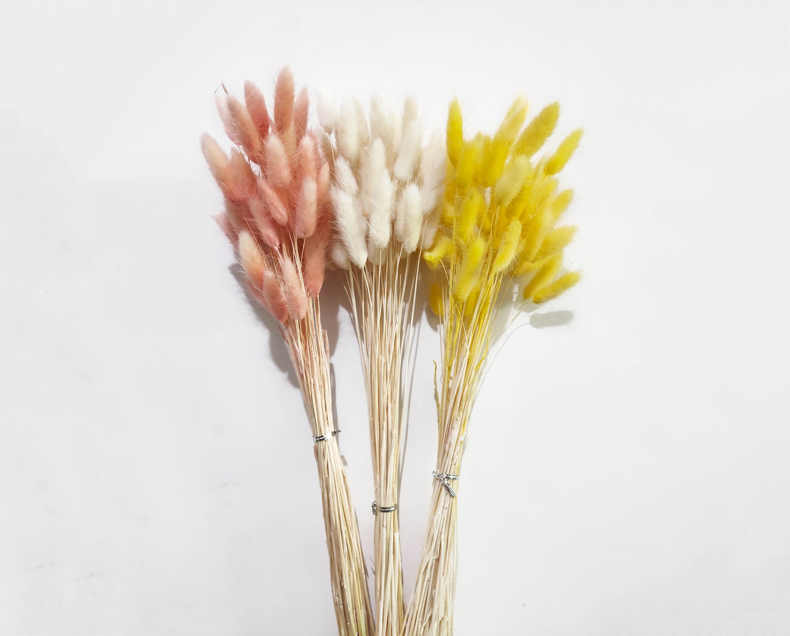 Dried Lagurus ovatusdried grass flower decoration dried | Etsy