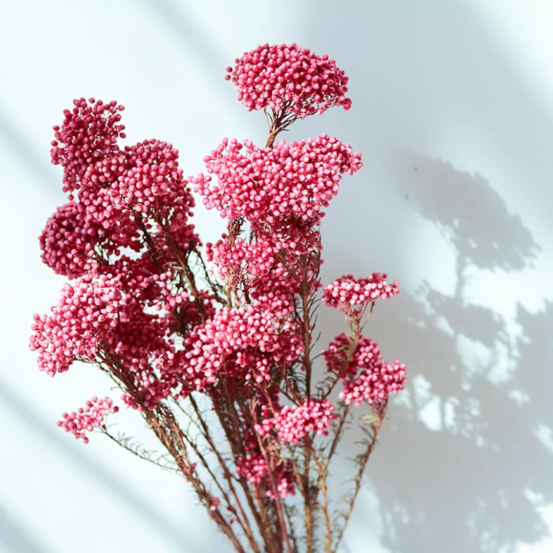 Preserved AUS Rice Flowers Bunchnatural Flowers Bouquetdry - Etsy