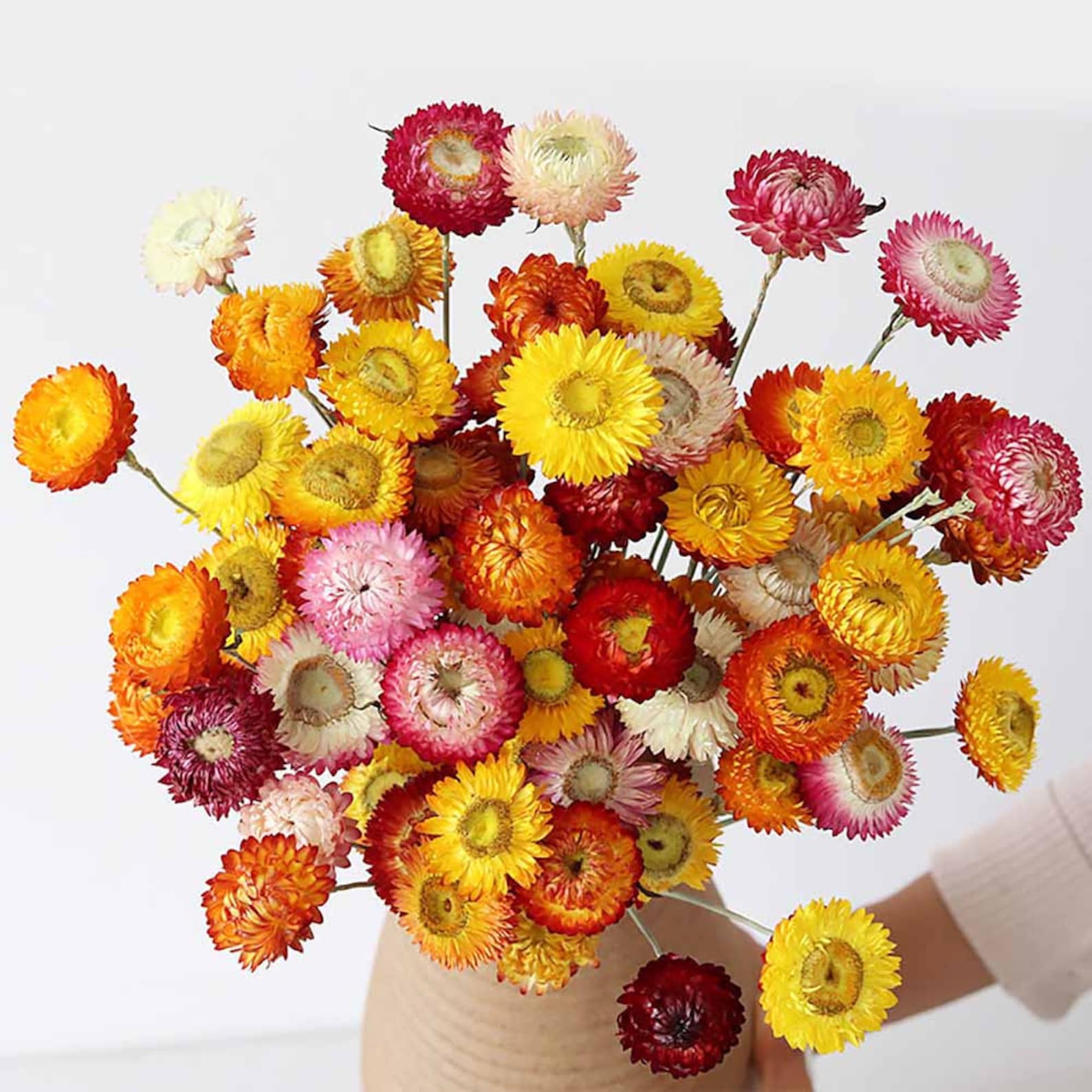 Mixed Dried Strawflowers Bunchdried Strawflowers Heads With - Etsy