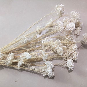 Dry AUS rice flower Preserved Rice Flower dried flowers | Etsy