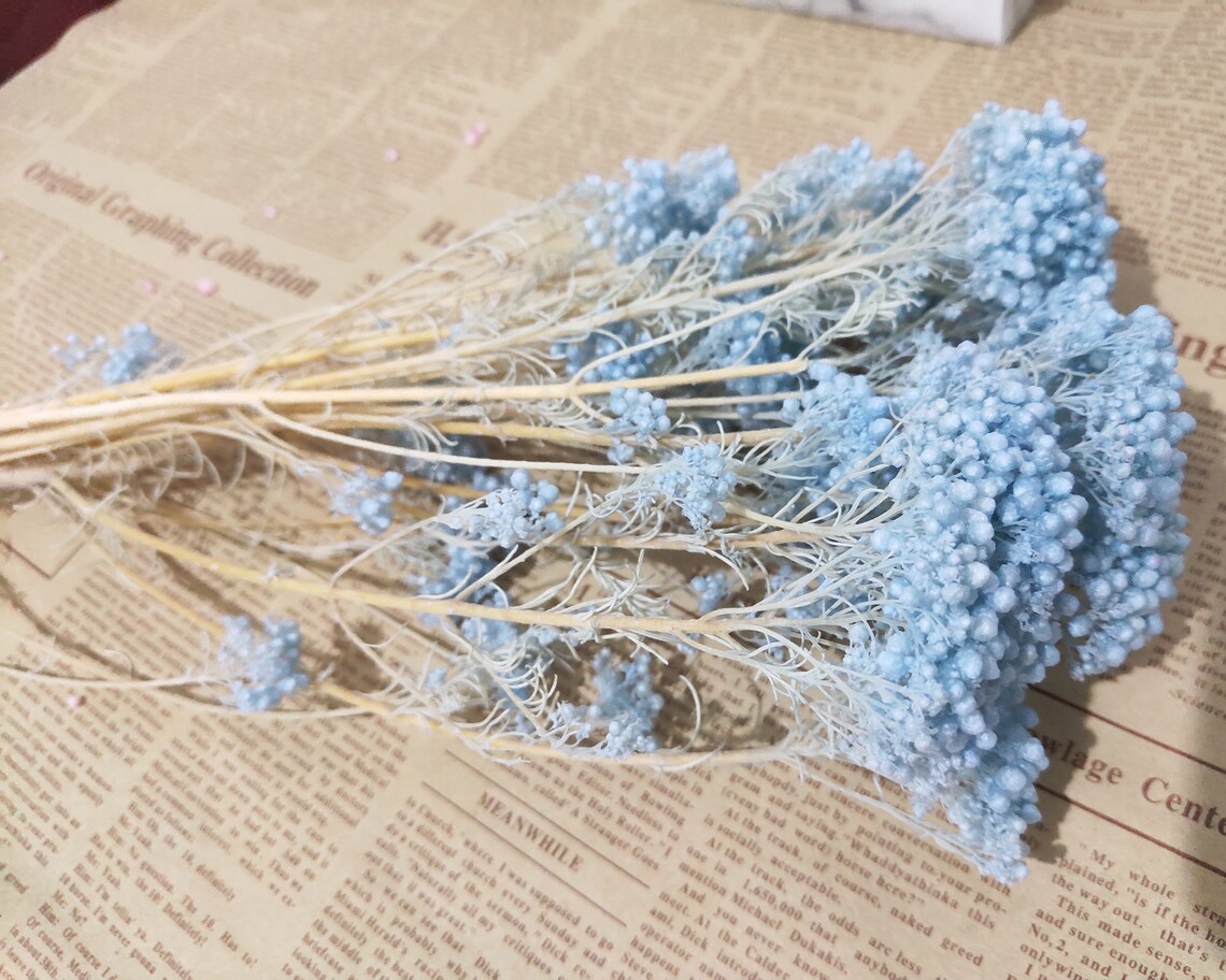 Dry AUS rice flower Preserved Rice Flower dried flowers | Etsy