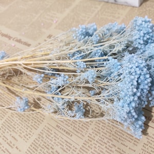 Dry AUS rice flower Preserved Rice Flower dried flowers | Etsy