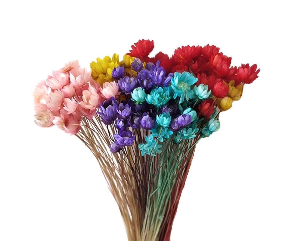 200 Pcs Little Star Flower Small Daisybabys Breathdried - Etsy