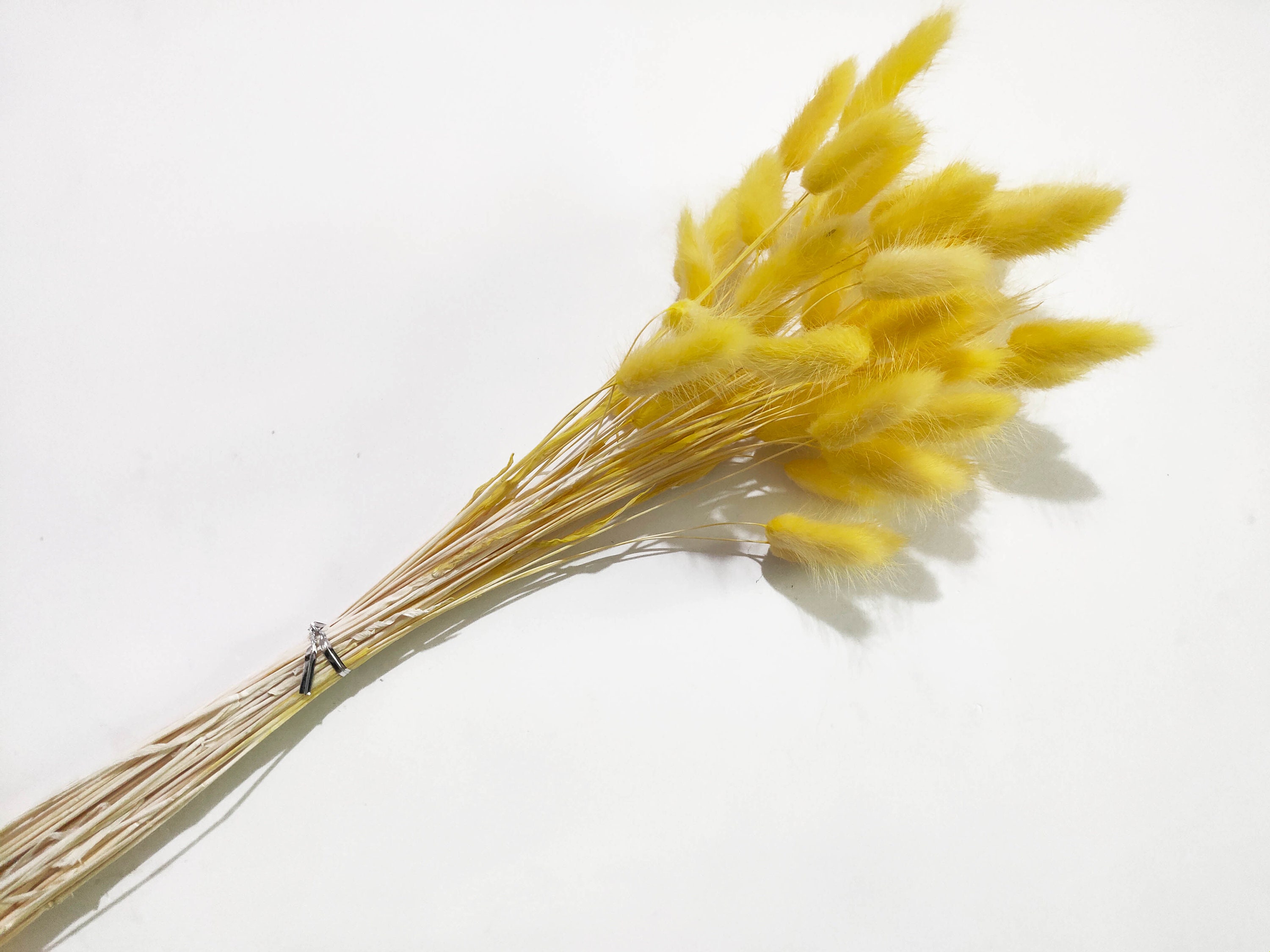 Dried Lagurus ovatusdried grass flower decoration dried | Etsy