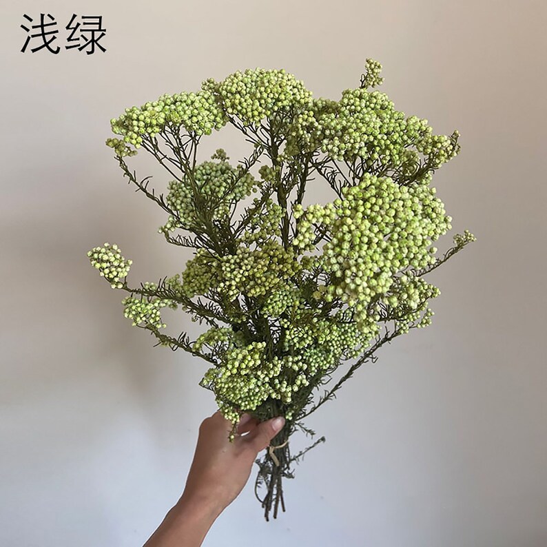 Preserved AUS Rice Flowers Bunchnatural Flowers Bouquetdry - Etsy