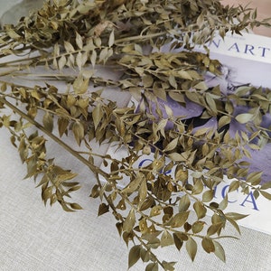 5 Pcs Natural Dried Ruscus Bunch Dry Italian Ruscus Branches, Home ...