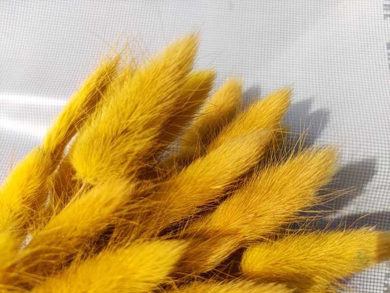 Dark Mustard Yellow Bunny Tails Bouquet，natural Dried Lagurus Ovatus ...