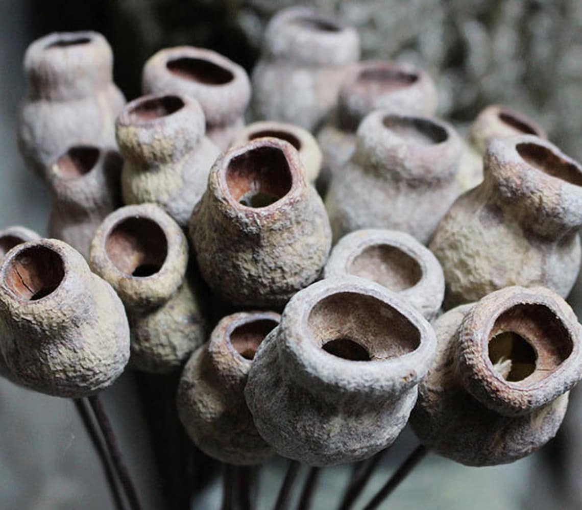 Strange Pea Shooter Brancheshandmade Flowers Branchesdried | Etsy