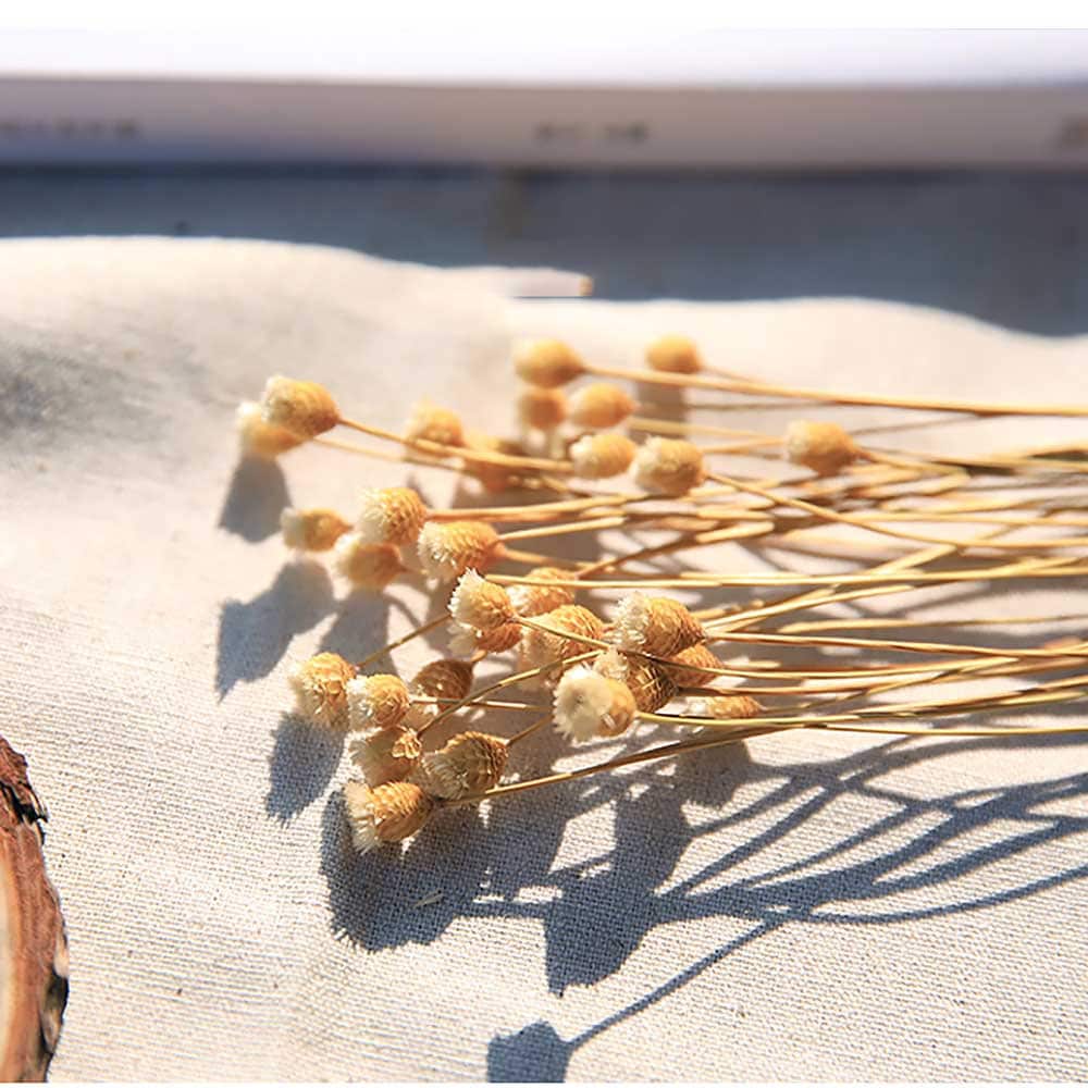 100/200 Sticks Dried Mini Star Flowers Bundle natural Small - Etsy
