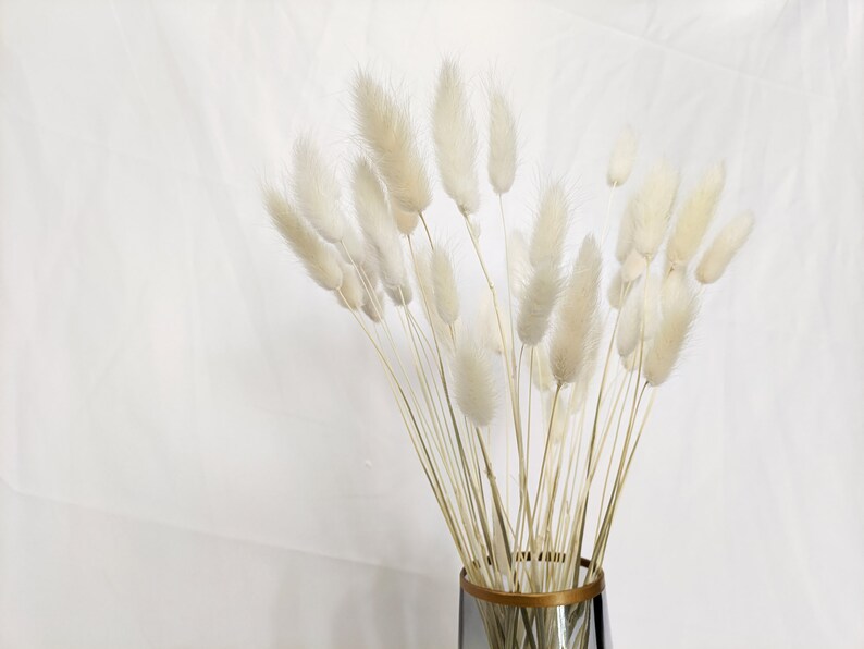 50x Dry White Lagurus Grassdried Lagurus Ovatusdry Flowers - Etsy