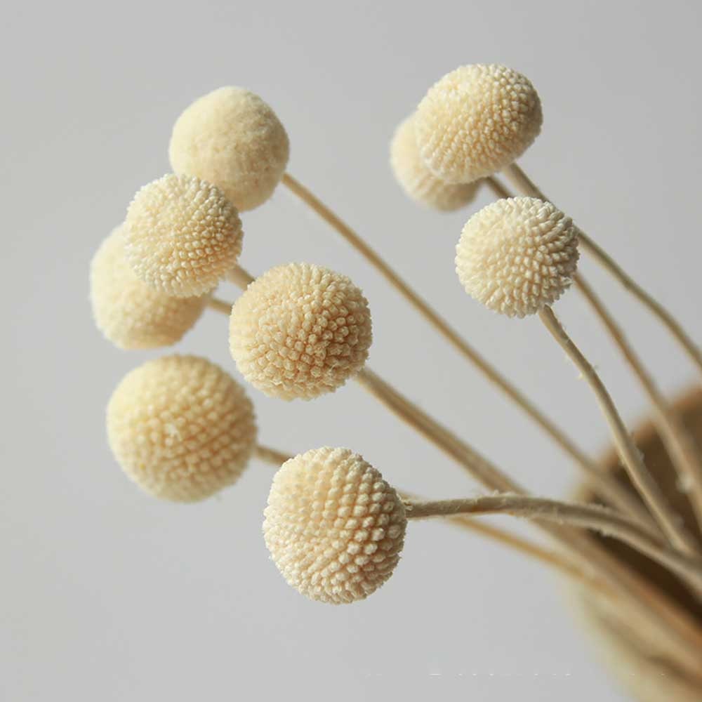 Natural Dried Craspedia Flowers 18 White Billy Ballsdried - Etsy