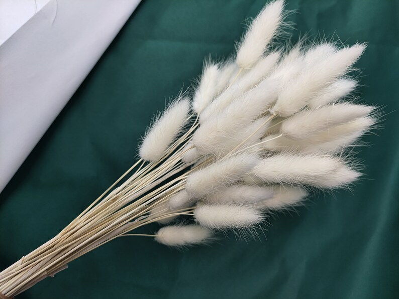 50x Dry White Lagurus Grassdried Lagurus Ovatusdry Flowers - Etsy