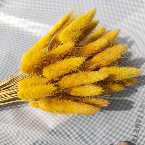 Dark Mustard Yellow Bunny Tails Bouquetnatural Dried Lagurus - Etsy