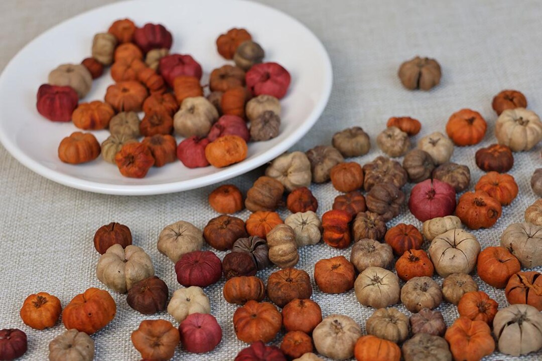 180+ Pcsmini Mix Putka Pods, Natural Dry Putka Pods, DIY Potpourri ...