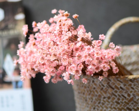 200 Pcs Little Star Flower Small Daisybabys Breathdried - Etsy