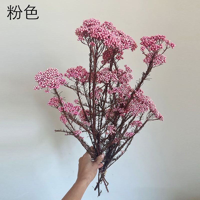 Preserved AUS Rice Flowers Bunchnatural Flowers Bouquetdry - Etsy