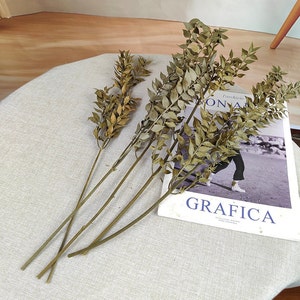 5 Pcs Natural Dried Ruscus Bunch Dry Italian Ruscus Branches, Home ...