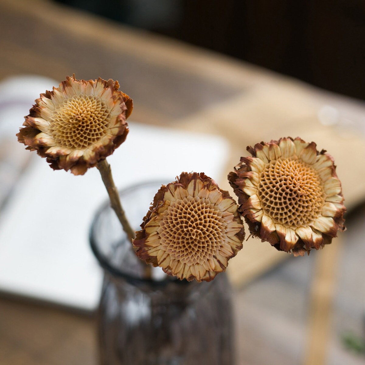 South African Sunflowernatural Dried Flowers african - Etsy