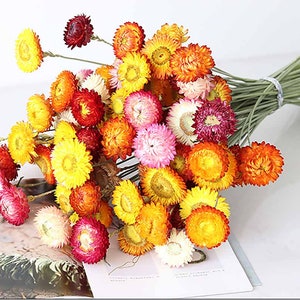 Mixed Dried Strawflowers Bunch，dried Strawflowers Heads With Stems，dry ...