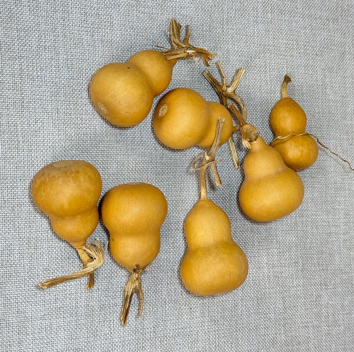 Natural Mini Dry Gourds, Small Gourd Decor, Handcraft Gourd DIY Craft ...