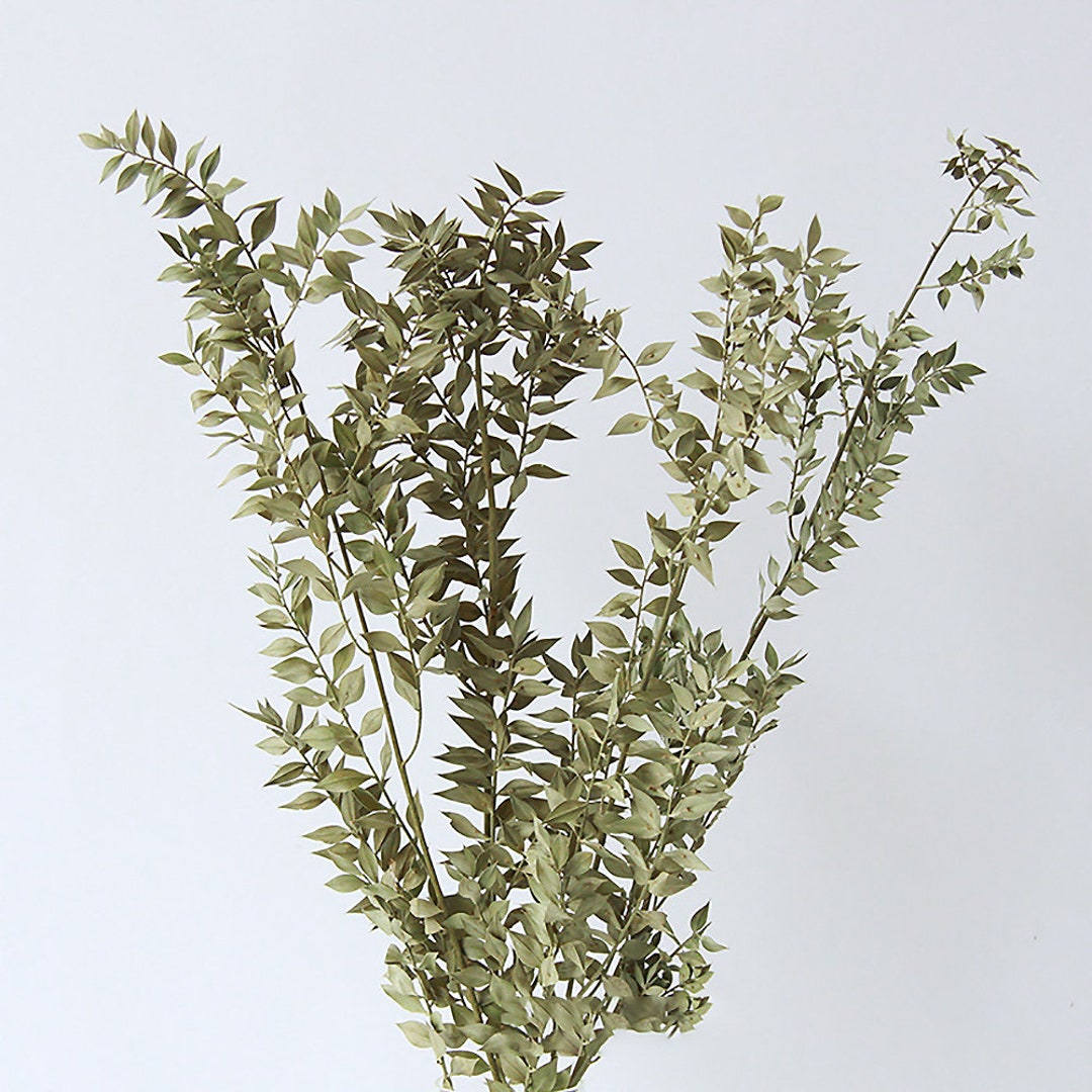 Natural Dried Ruscus Bunch5 Sticksdry Italian Ruscus Branchesvase ...