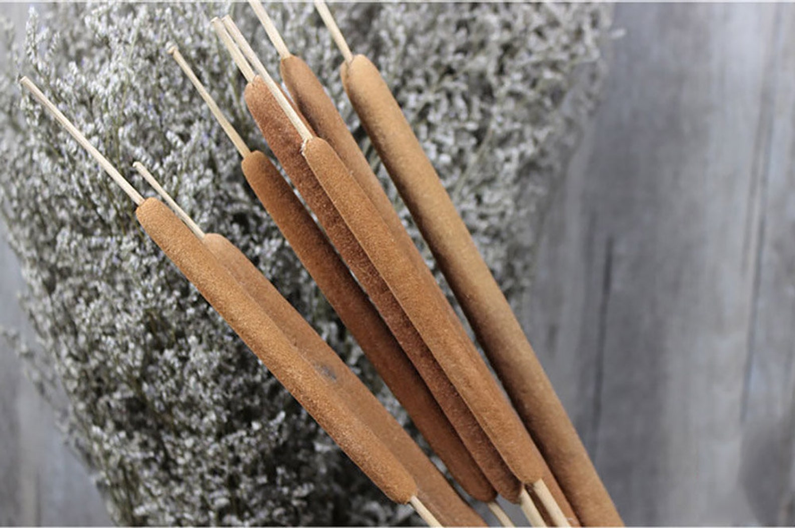 10dry Cattail Jumbo Typha Stalks Dried Plants Natural Common - Etsy