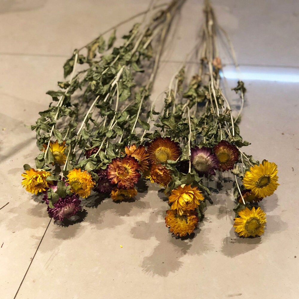 Dried Helichrysum Bouquetvase Filler Dry Flowers - Etsy