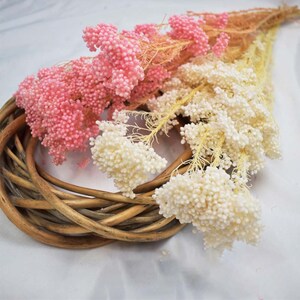 Dry AUS Rice Flower Preserved Rice Flower Dried Flowers Bouquet Floral ...