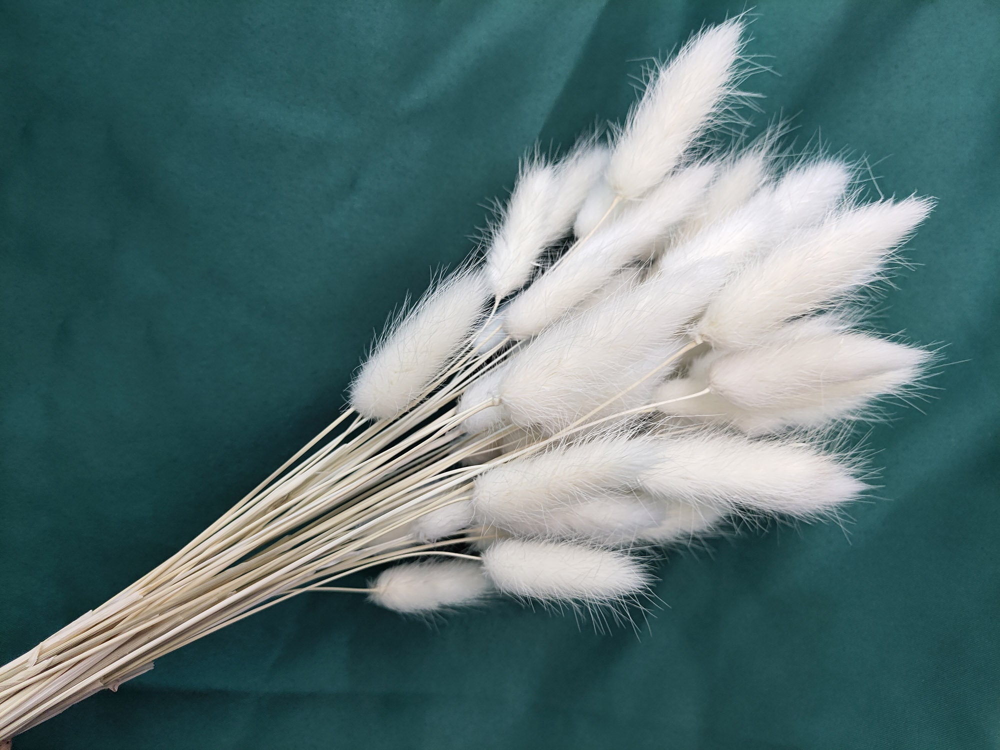 50x Dry White Lagurus Grassdried Lagurus Ovatusdry Flowers - Etsy