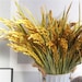 Preserved Lycopodium Bunchdried Princess Pine Grassdried Flowers ...