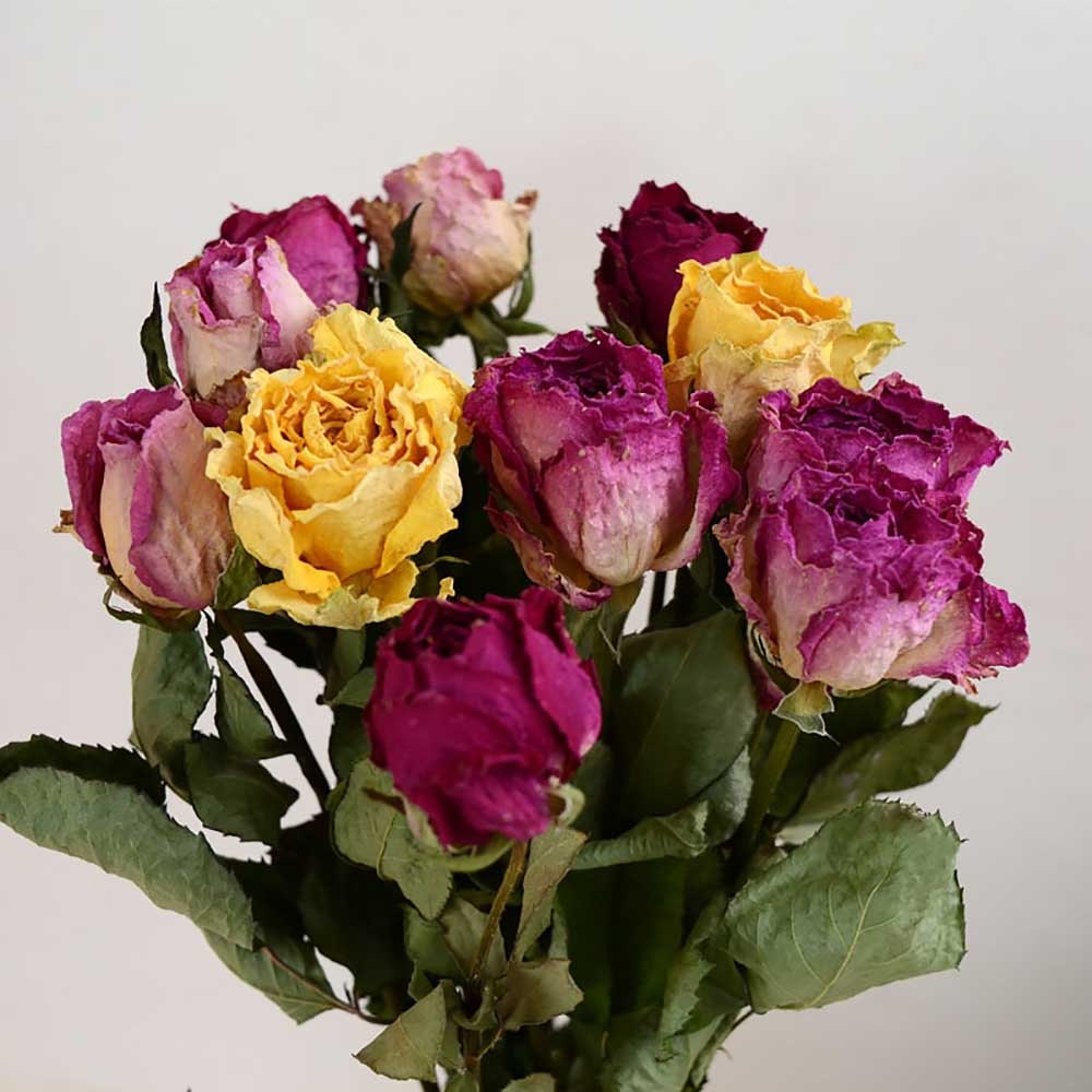 10x Dried Rose Flowers natural Rose With Stemsdried Rose - Etsy