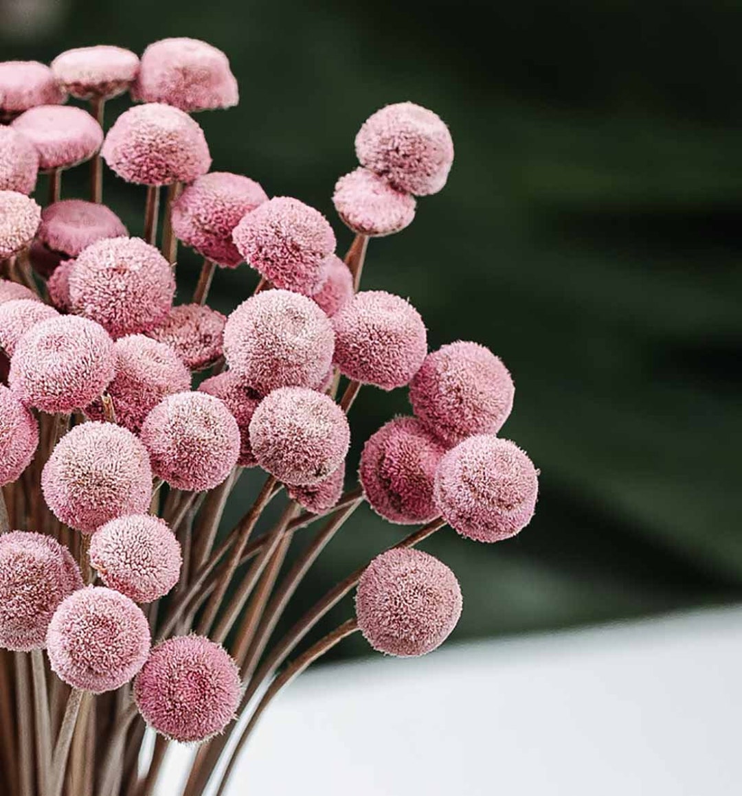 30 Stems Mini Mushroom Flowers ，natural Small Flowers Bunch，dried ...