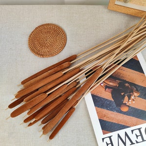 10/25 Natural Jumbo Cattails, Dry Pencil Cattail Bunch,dried Flower ...
