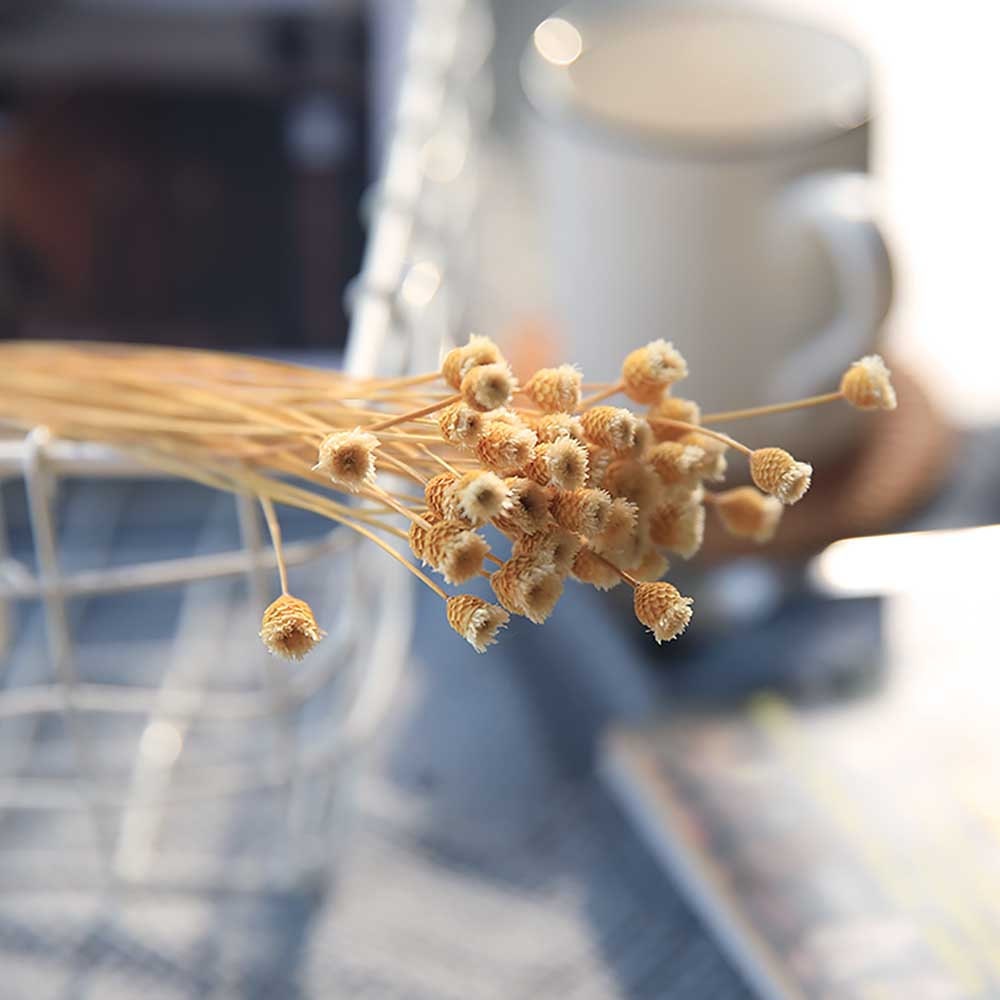 100/200 Sticks Dried Mini Star Flowers Bundle natural Small - Etsy