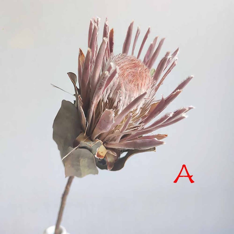 Dried Protea Flowers Stems，natural Banksia Princess Branches，dried ...