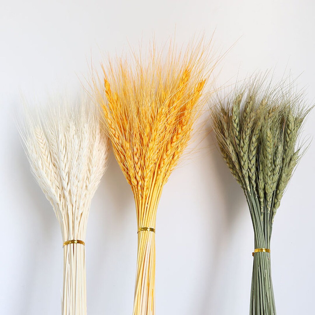 3 Color Dried Wheat Bouquetdried Wheat Ear Branchesdried Flowers ...