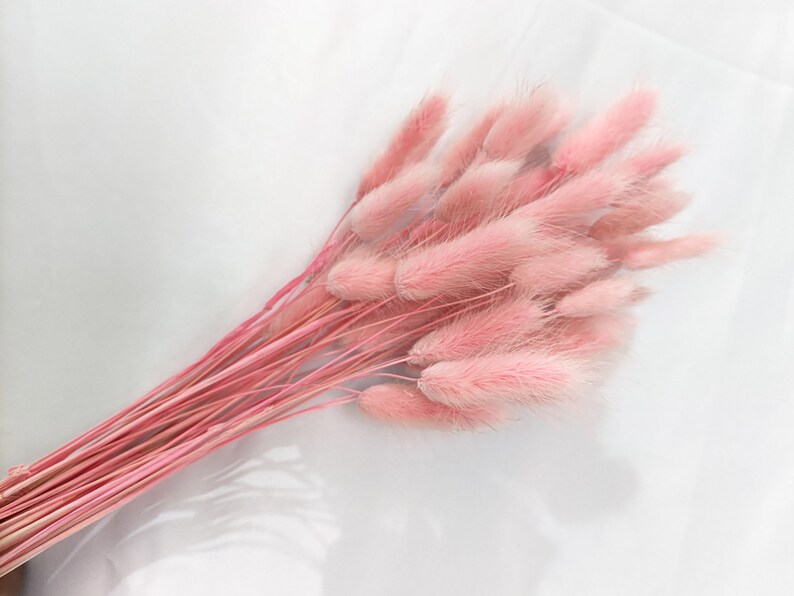 50x Dry White Lagurus Grassdried Lagurus Ovatusdry Flowers - Etsy