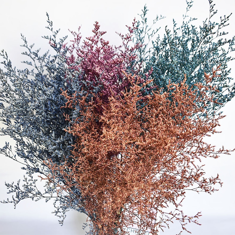 3 Color Preserved Caspia Grass Bunchdried Grass Branchesdry - Etsy UK