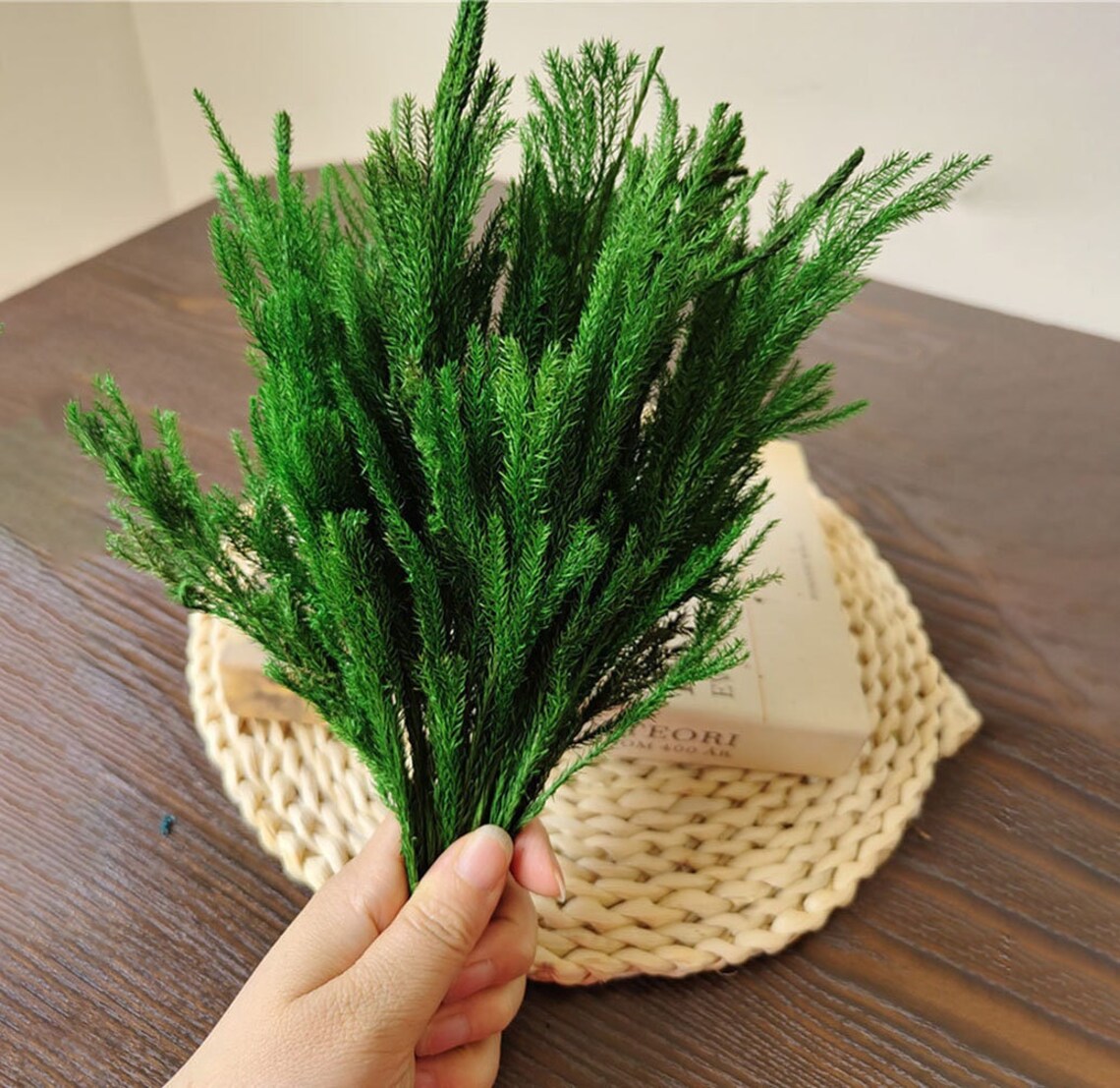 1/2/5 Preserved Princess Pine Grass Bunchnatural Grass - Etsy