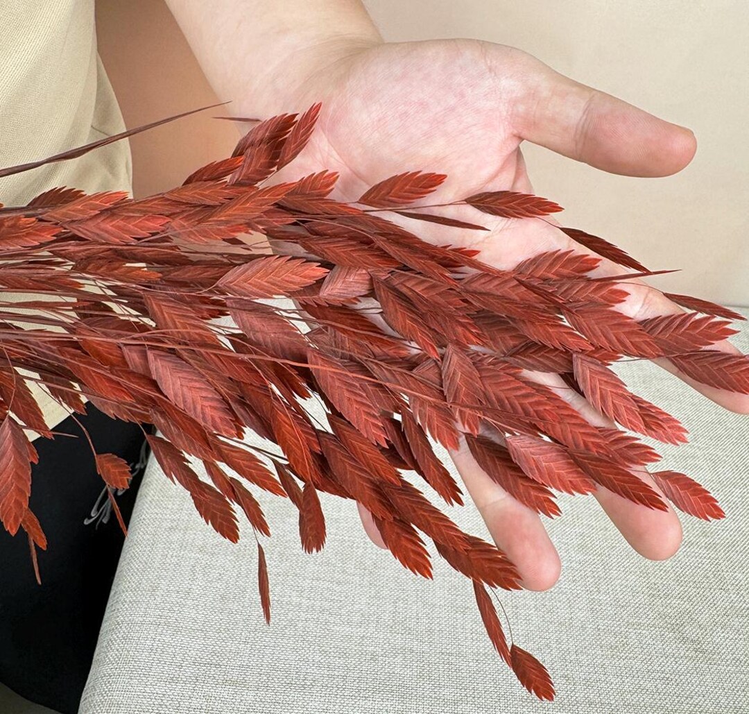 Preserved Bellgrass Bunch ，rdark Orange Grass，diy Craft Supplies，dried ...