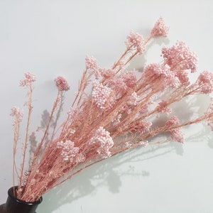 Dry AUS rice flower Preserved Rice Flower dried flowers | Etsy