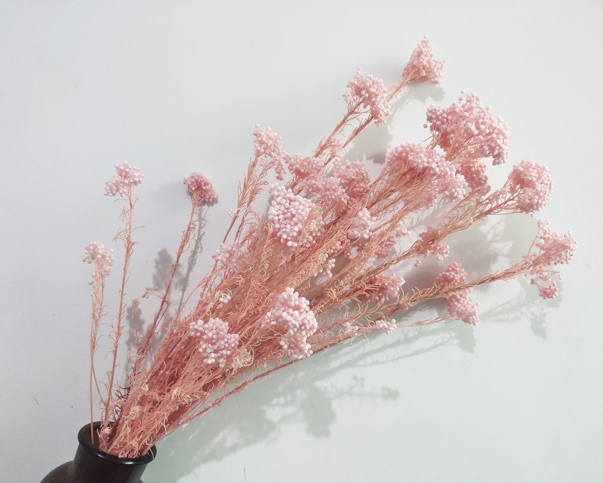 Dry AUS rice flower Preserved Rice Flower dried flowers | Etsy