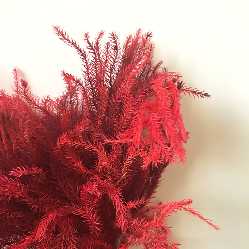 Preserved Lycopodium Bunch，dried Princess Pine Grass，dried Flowers ...