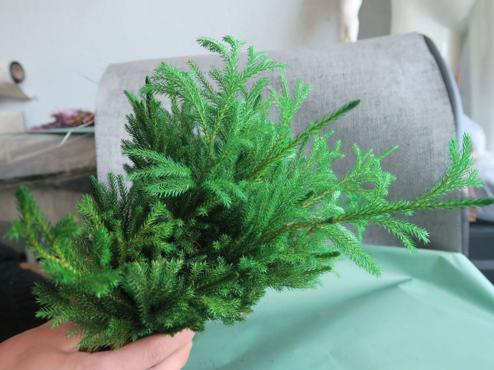 Preserved Lycopodium Bunch，dried Princess Pine Grass，dried Flowers ...