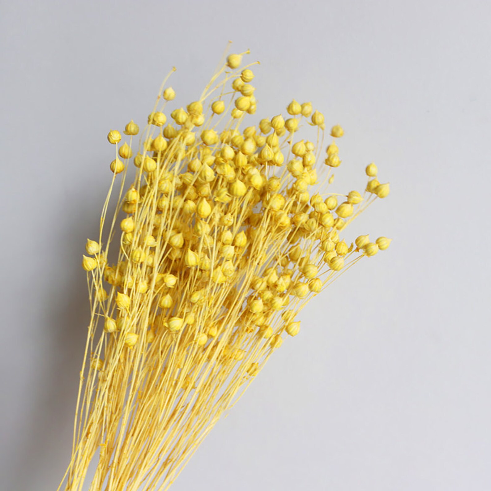 Dried Flax Fruits Bunch，off-white Flax Fruits Branches，dried Flower ...